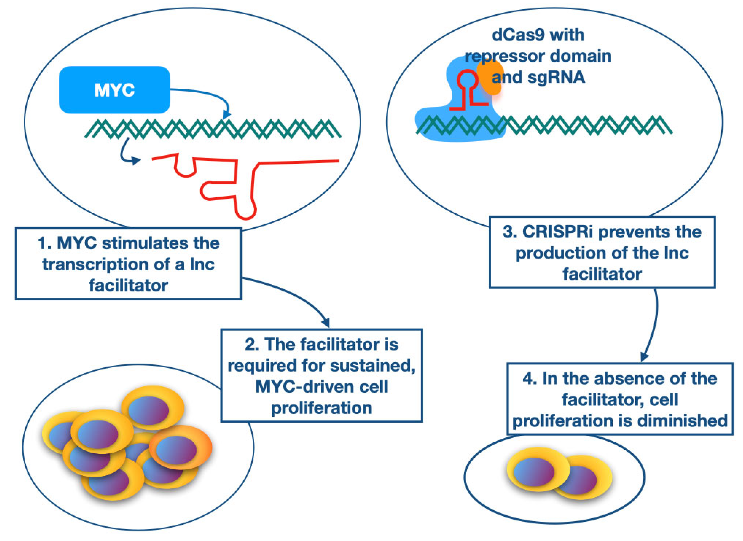 Long Non-Coding RNAs as “MYC Facilitators”
