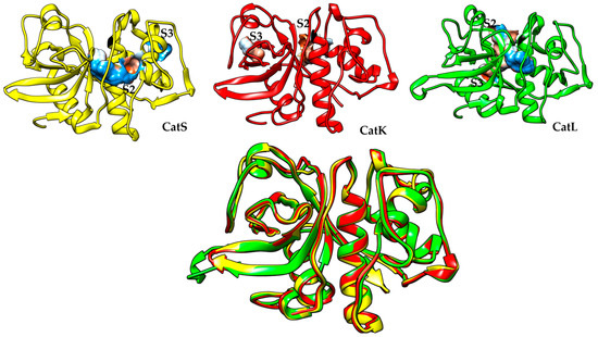 Advances in Cathepsin S Inhibition: Challenges and Breakthroughs in ...