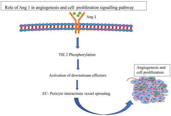 Flavonoid-Mediated Suppression of Tumor Angiogenesis: Roles of Ang-Tie ...
