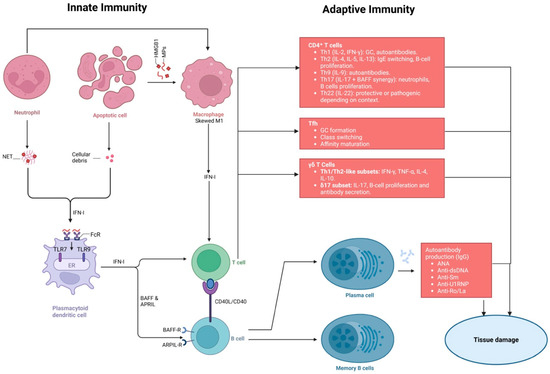 Immunopathogenesis of Systemic Lupus Erythematosus: Interplay of Innate ...