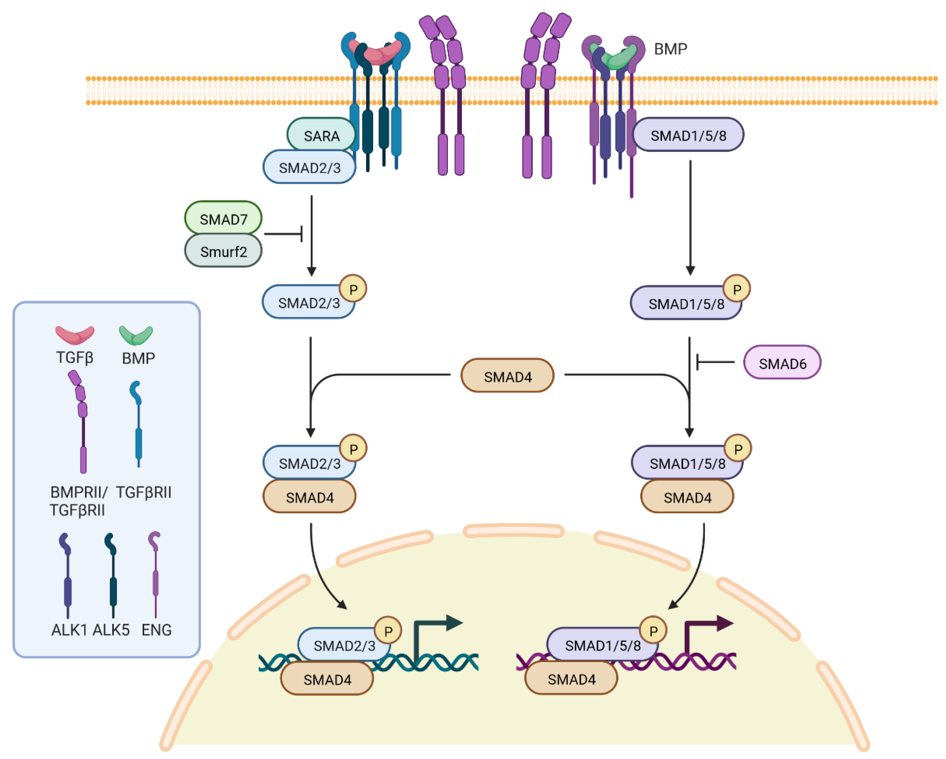 Pediatric Reports | Free Full-Text | Hereditary Hemorrhagic ...