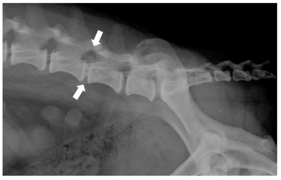 Intervertebral Disc Disease in Dogs