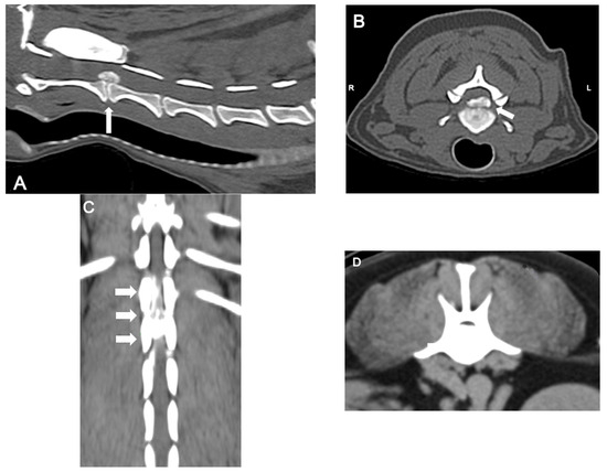 Intervertebral Disc Disease in Dogs