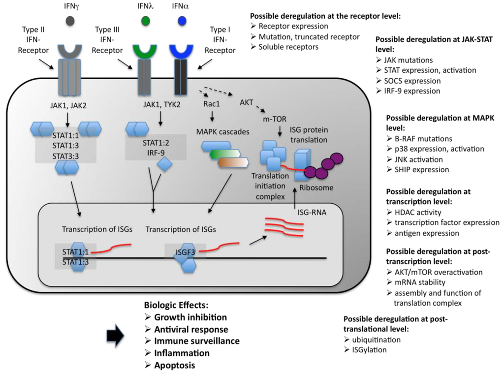 Deregulation of Interferon Signaling in Malignant Cells