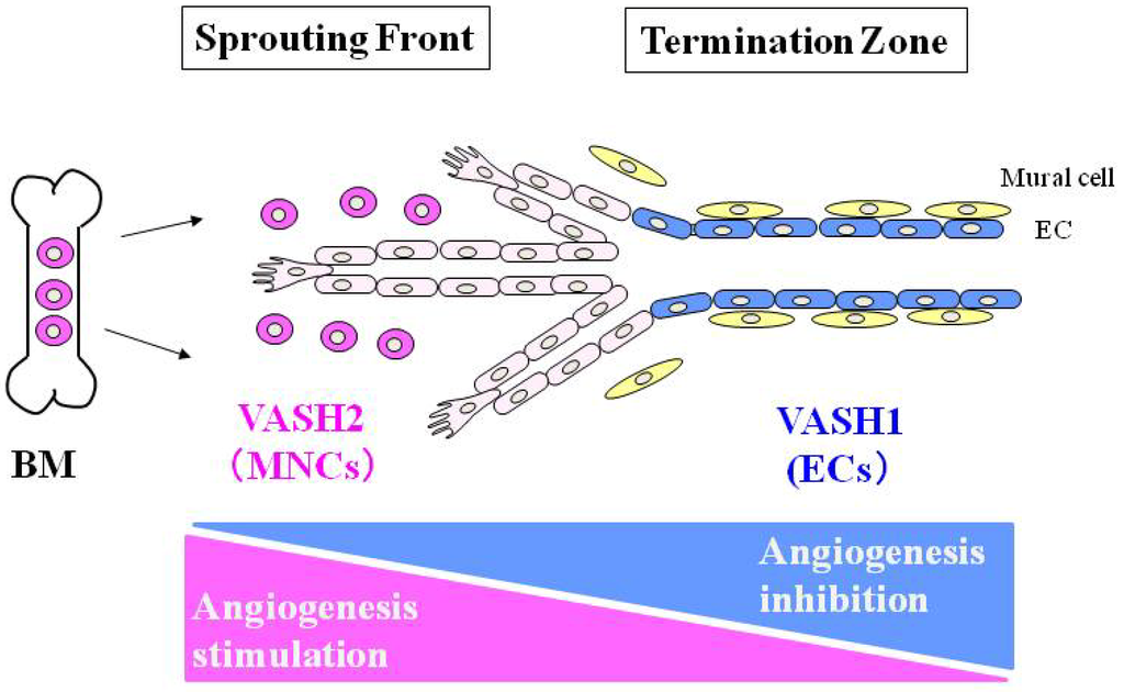 The Vasohibin Family