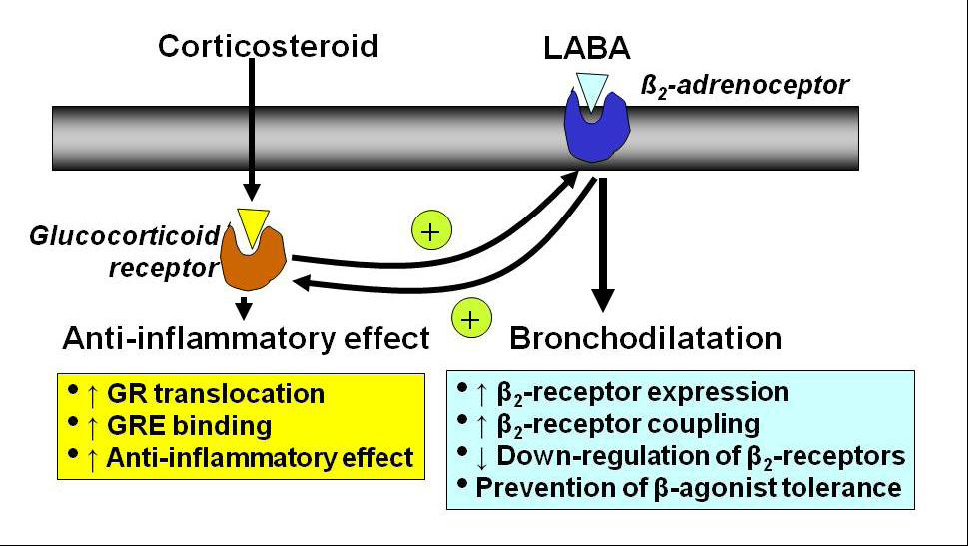 Inhaled Corticosteroids