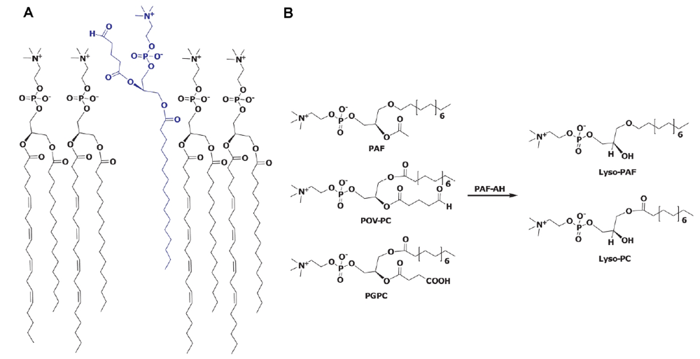 Molecular Model of Plasma PAF Acetylhydrolase-Lipoprotein Association ...