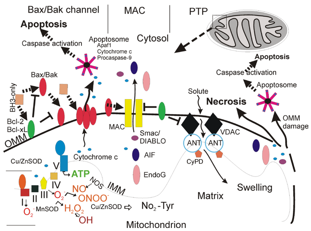 Pharmaceuticals | Free Full-Text | Mitochondrial and Cell Death ... Pharmaceuticals | Free Full-Text | Mitochondrial and Cell Death ...