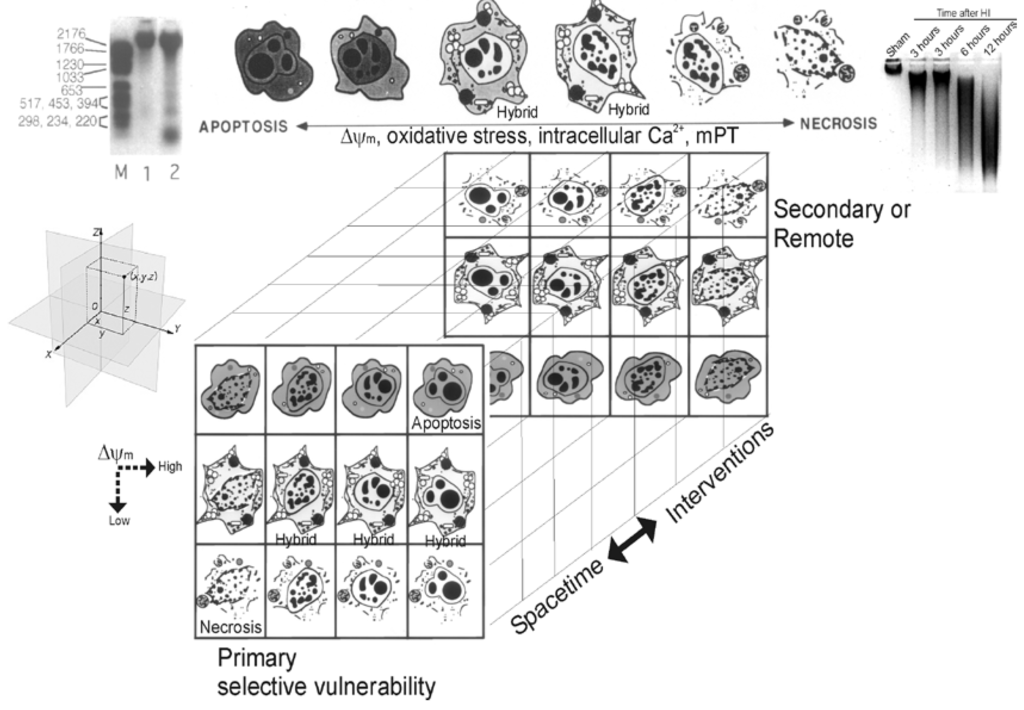 Pharmaceuticals | Free Full-Text | Mitochondrial and Cell Death ...