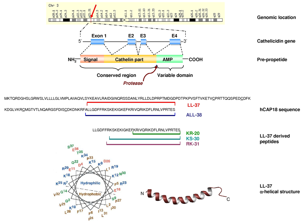 Pharmaceuticals | Free Full-Text | Spotlight on Human LL-37, an Immunomodulatory Peptide with ...