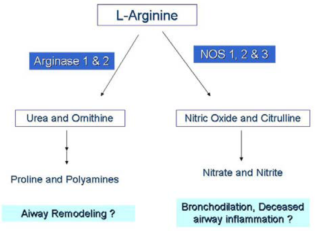L-Arginine Supplementation and Metabolism in Asthma