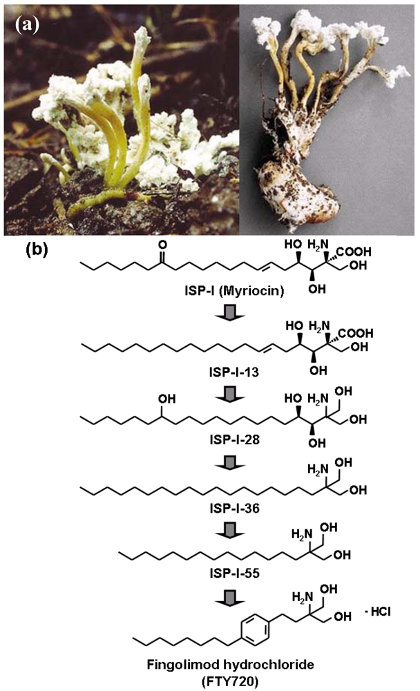 Sphingosine 1-Phosphate Receptor 1 as a Useful Target for Treatment of ...