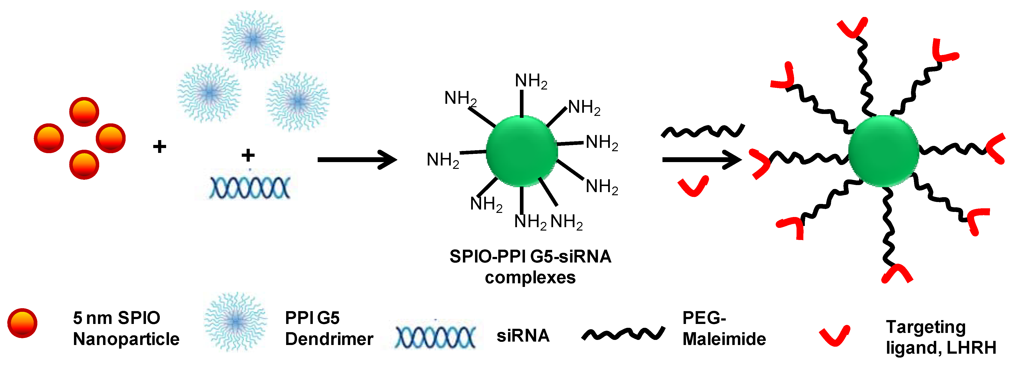 Dendrimers for siRNA Delivery