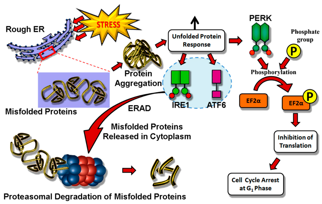 Hormesis: Decoding Two Sides of the Same Coin