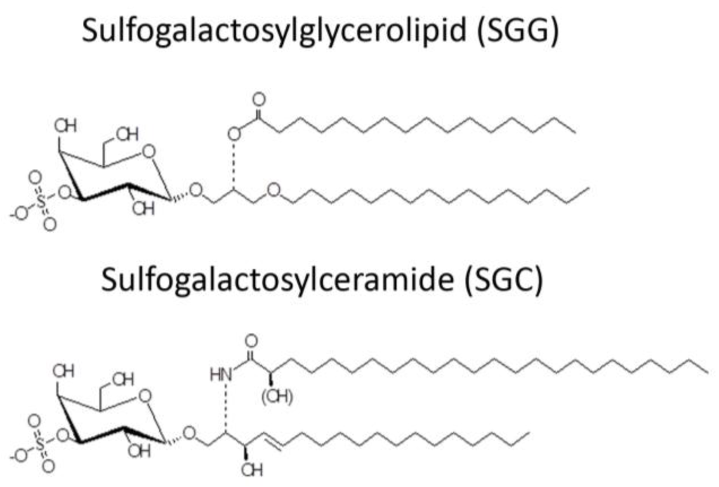 Potential Use of Antimicrobial Peptides as Vaginal Spermicides/Microbicides