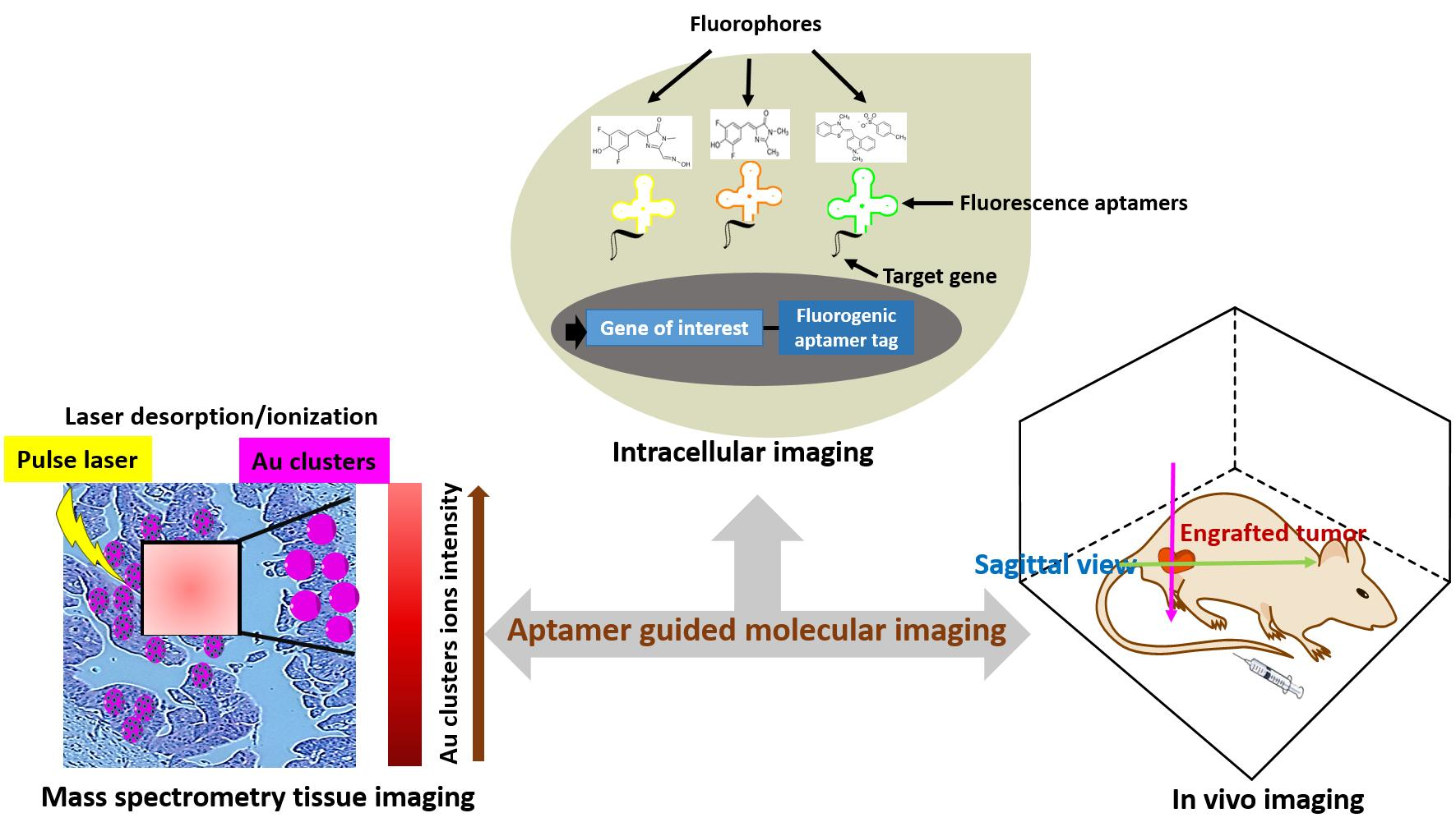 Pharmaceuticals | Free Full-Text | Targeted Molecular Imaging Using ... Pharmaceuticals | Free Full-Text | Targeted Molecular Imaging Using ...