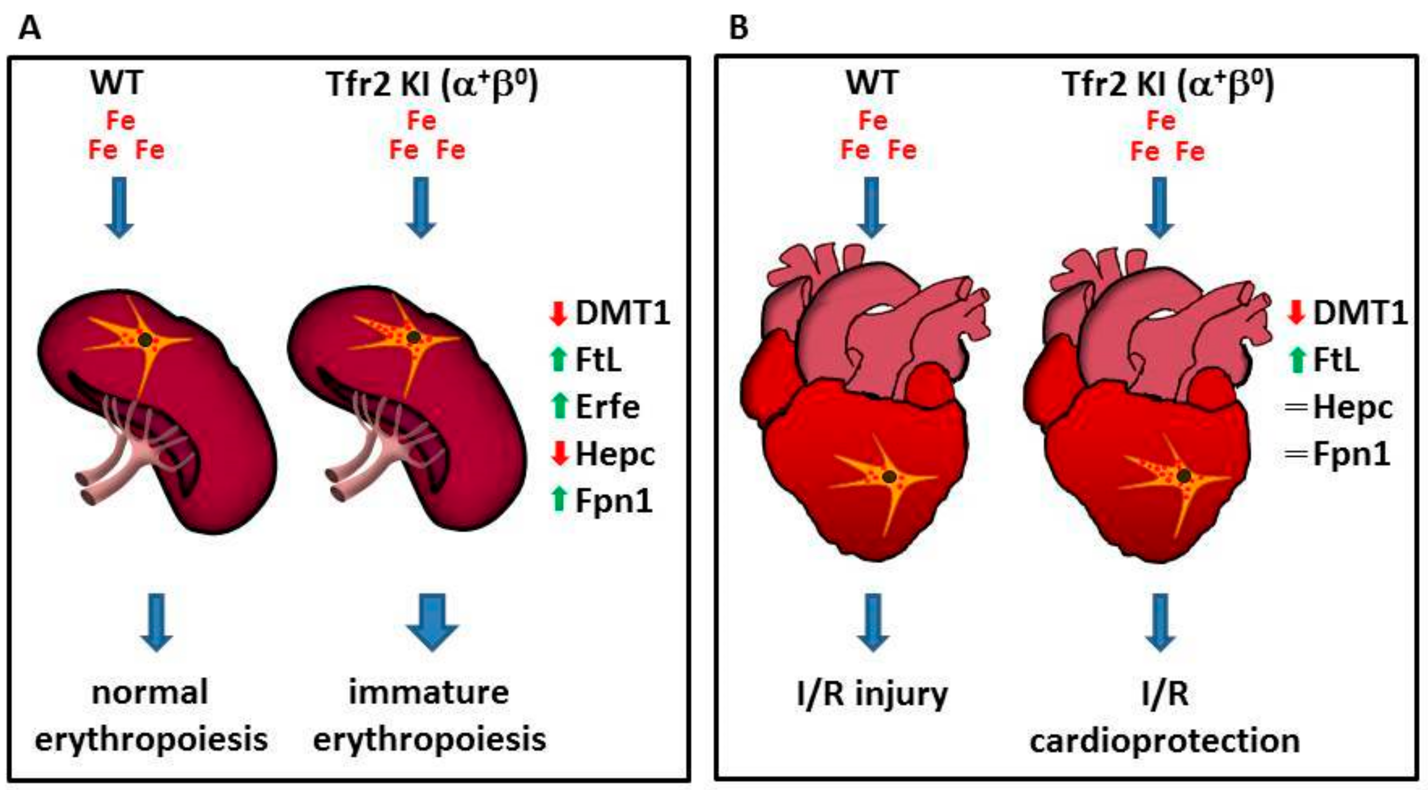 The Functional Versatility of Transferrin Receptor 2 and Its ...