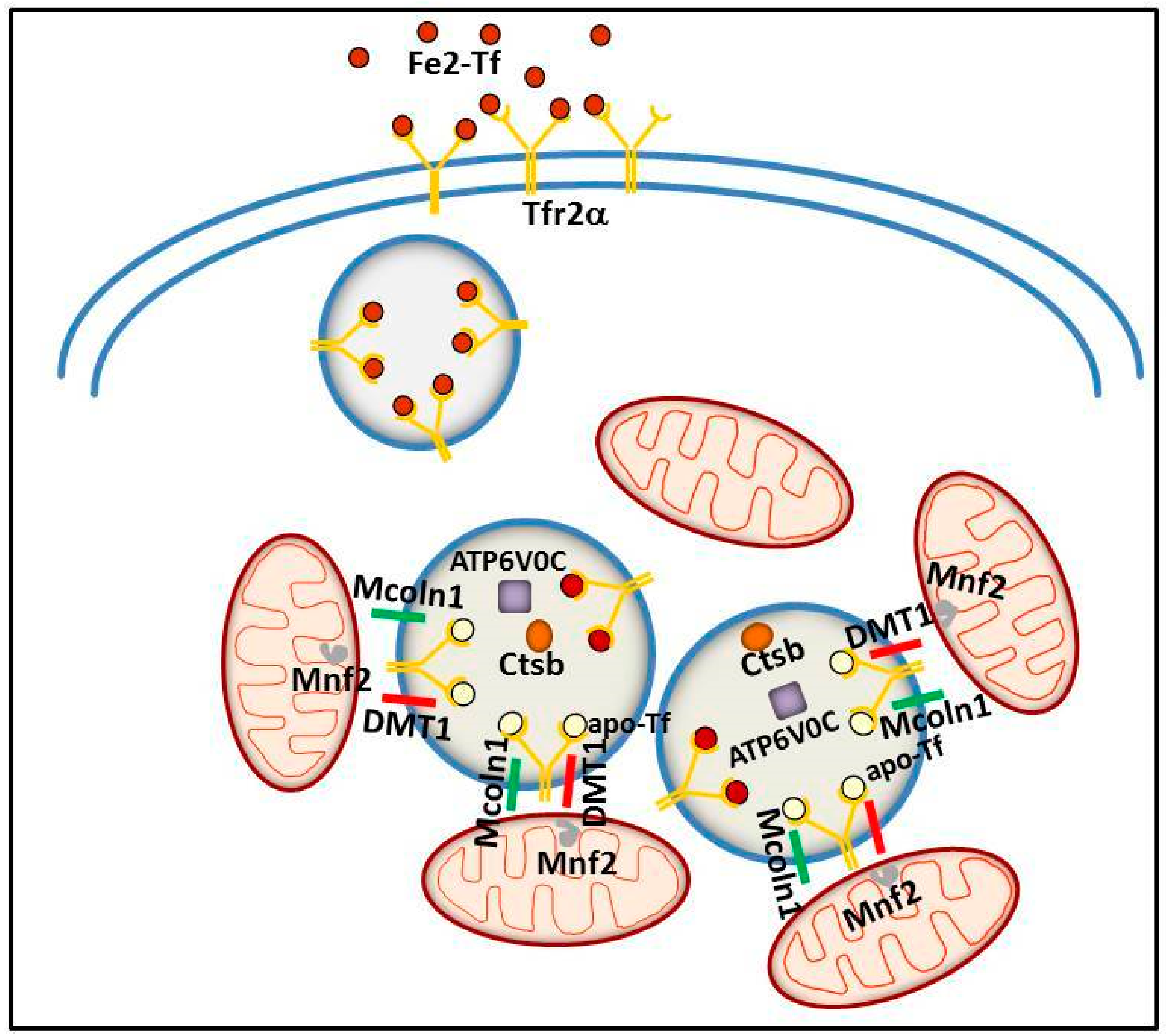 The Functional Versatility of Transferrin Receptor 2 and Its ...