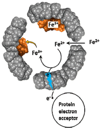 Reductive Mobilization of Iron from Intact Ferritin: Mechanisms and ...