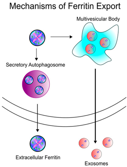 Emerging and Dynamic Biomedical Uses of Ferritin