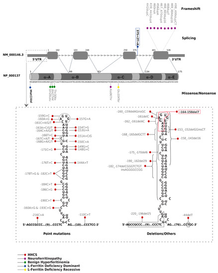 L-Ferritin: One Gene, Five Diseases; from Hereditary Hyperferritinemia ...