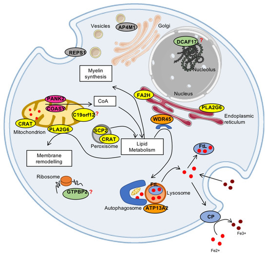Pharmaceuticals | Free Full-Text | Neurodegeneration with Brain Iron ...