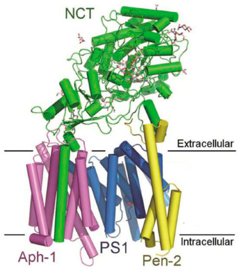 Pharmaceuticals | Free Full-Text | BACE-1 and γ-Secretase as ...