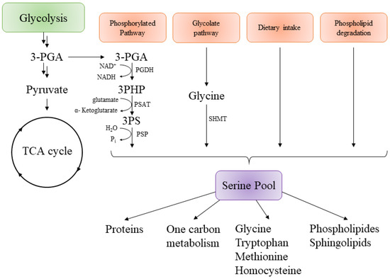 Targeting the Serine Pathway: A Promising Approach against Tuberculosis?