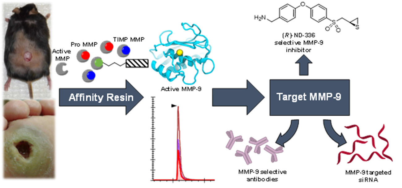 Pharmaceuticals | Free Full-Text | Targeting MMP-9 in Diabetic Foot Ulcers
