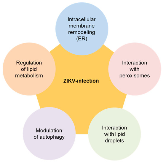 Pharmaceuticals | Free Full-Text | Lipid Metabolism as a Source of ...