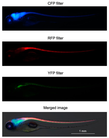 Generation of a Triple-Transgenic Zebrafish Line for Assessment of ...