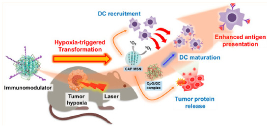 Pharmaceuticals | Free Full-Text | Fighting Hypoxia to Improve PDT