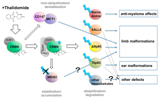 Molecular Mechanisms of the Teratogenic Effects of Thalidomide