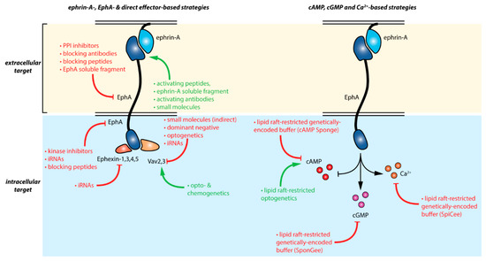 Approaches to Manipulate Ephrin-A:EphA Forward Signaling Pathway