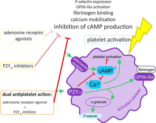 Pharmaceuticals | Free Full-Text | Adenosine Receptor Agonists Increase the Inhibition of ...