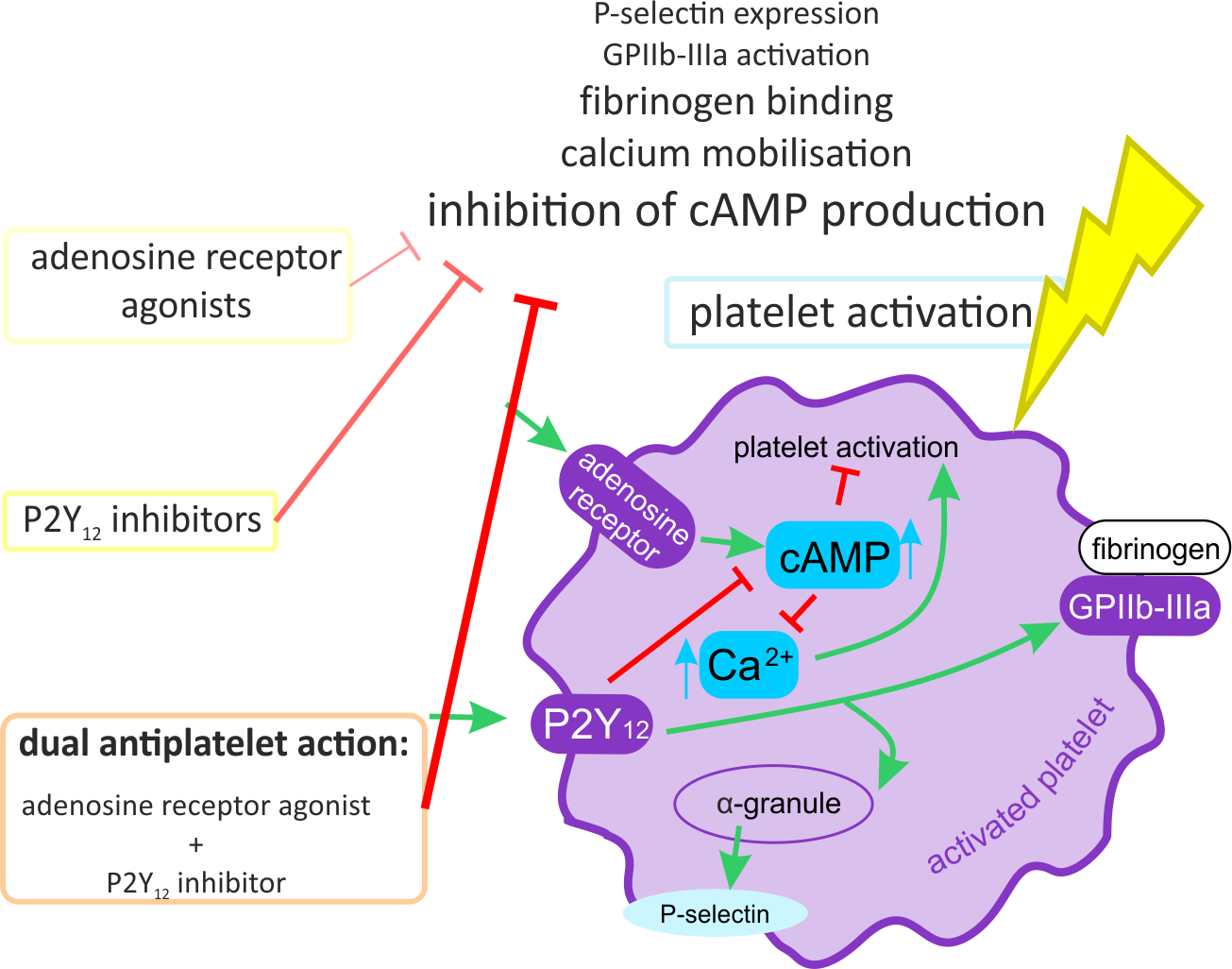 Pharmaceuticals | Free Full-Text | Adenosine Receptor Agonists Increase ...