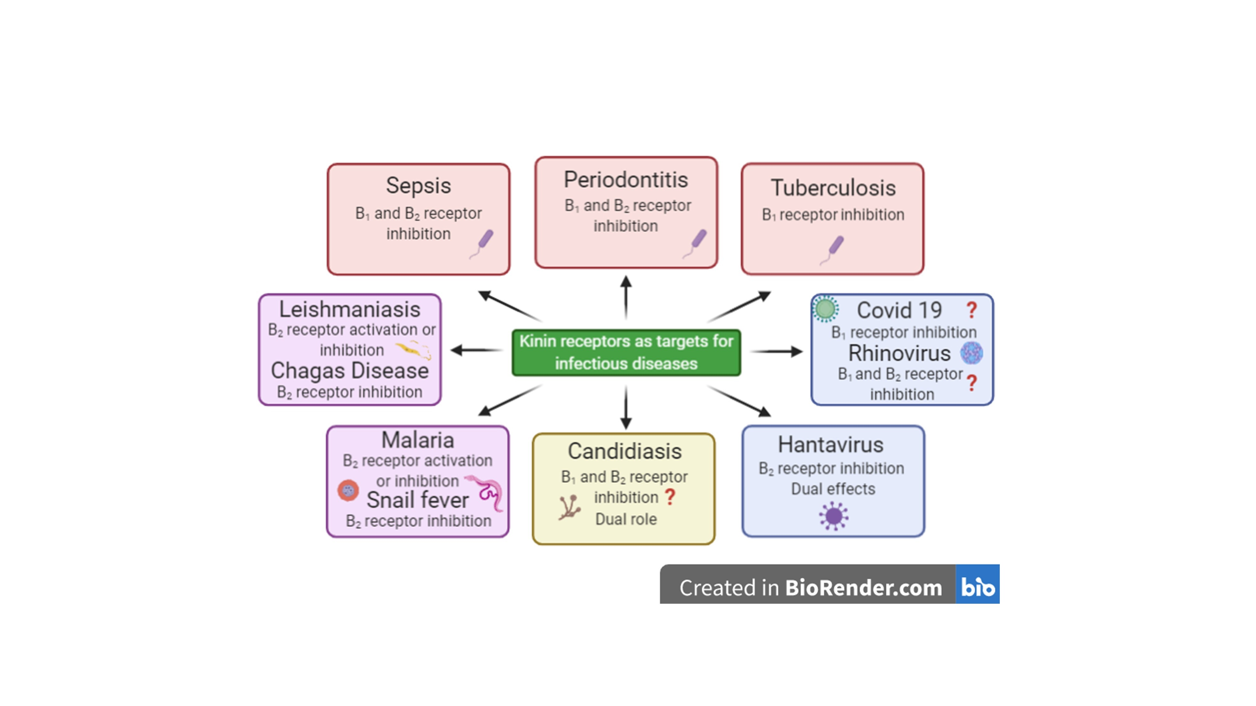 Pharmaceuticals | Free Full-Text | Kinins and Their Receptors in ...
