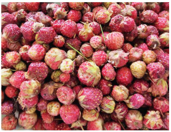 Fragaria viridis Fruit Metabolites: Variation of LC-MS Profile and ...