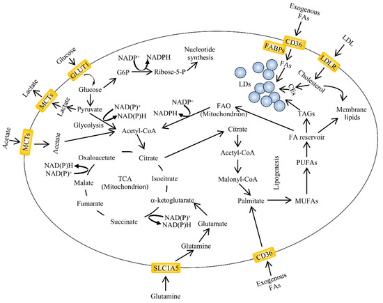 Role of Protein Kinase CK2 in Aberrant Lipid Metabolism in Cancer
