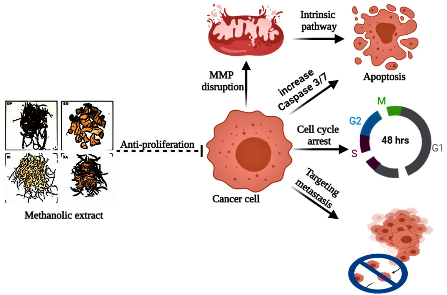 Pharmaceuticals | Free Full-Text | Potent Cytotoxicity of Four ...