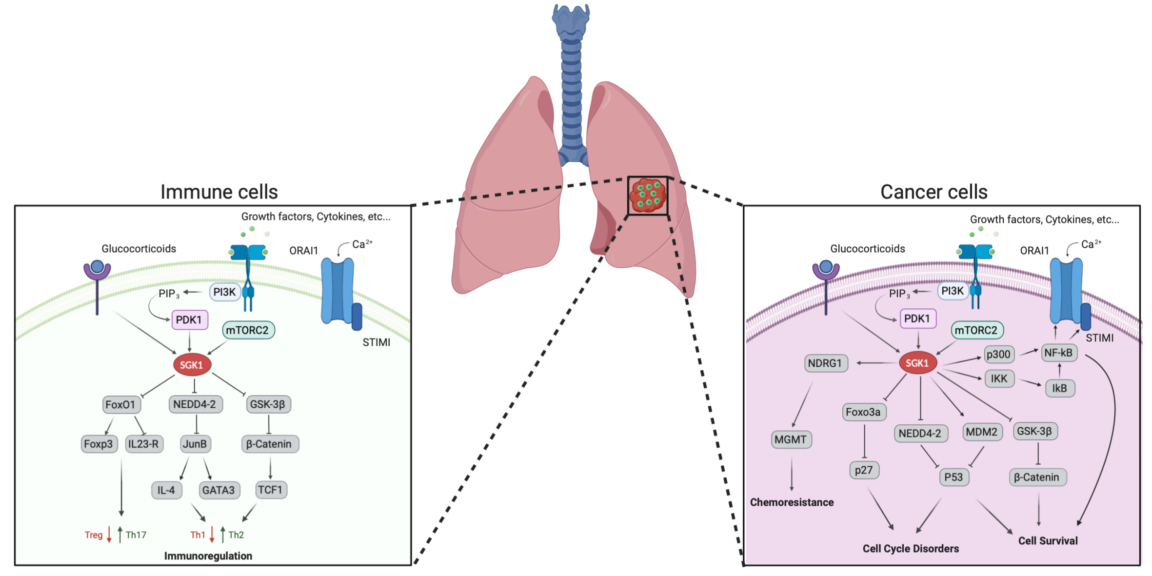 Pharmaceuticals | Free Full-Text | Serum and Glucocorticoid-Inducible ...