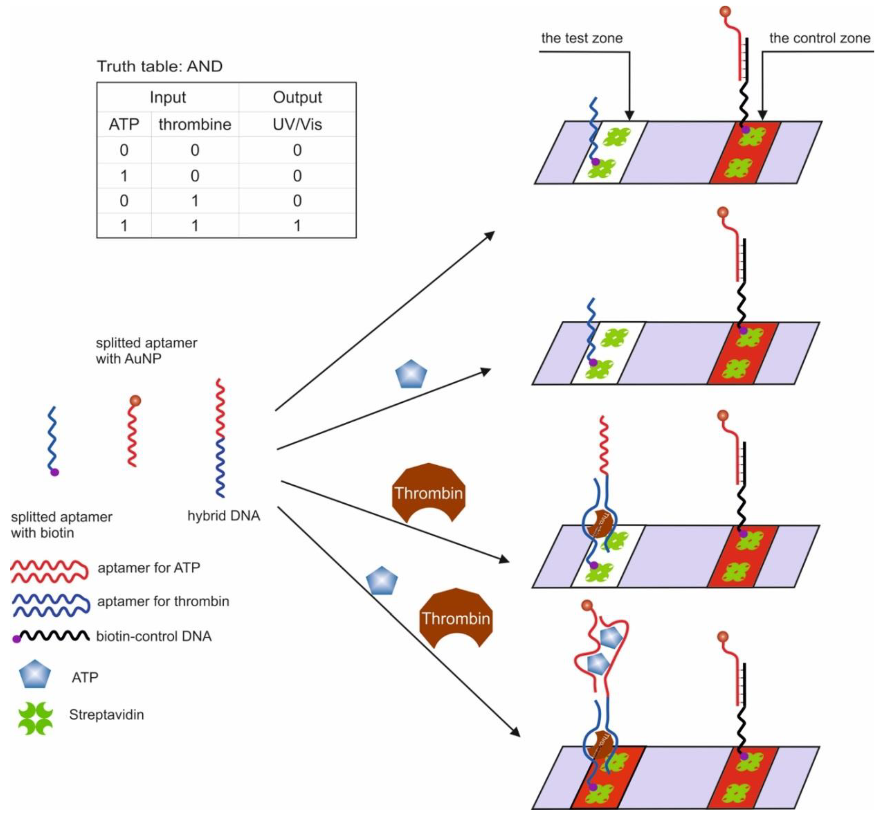 Logic Gates Based on DNA Aptamers