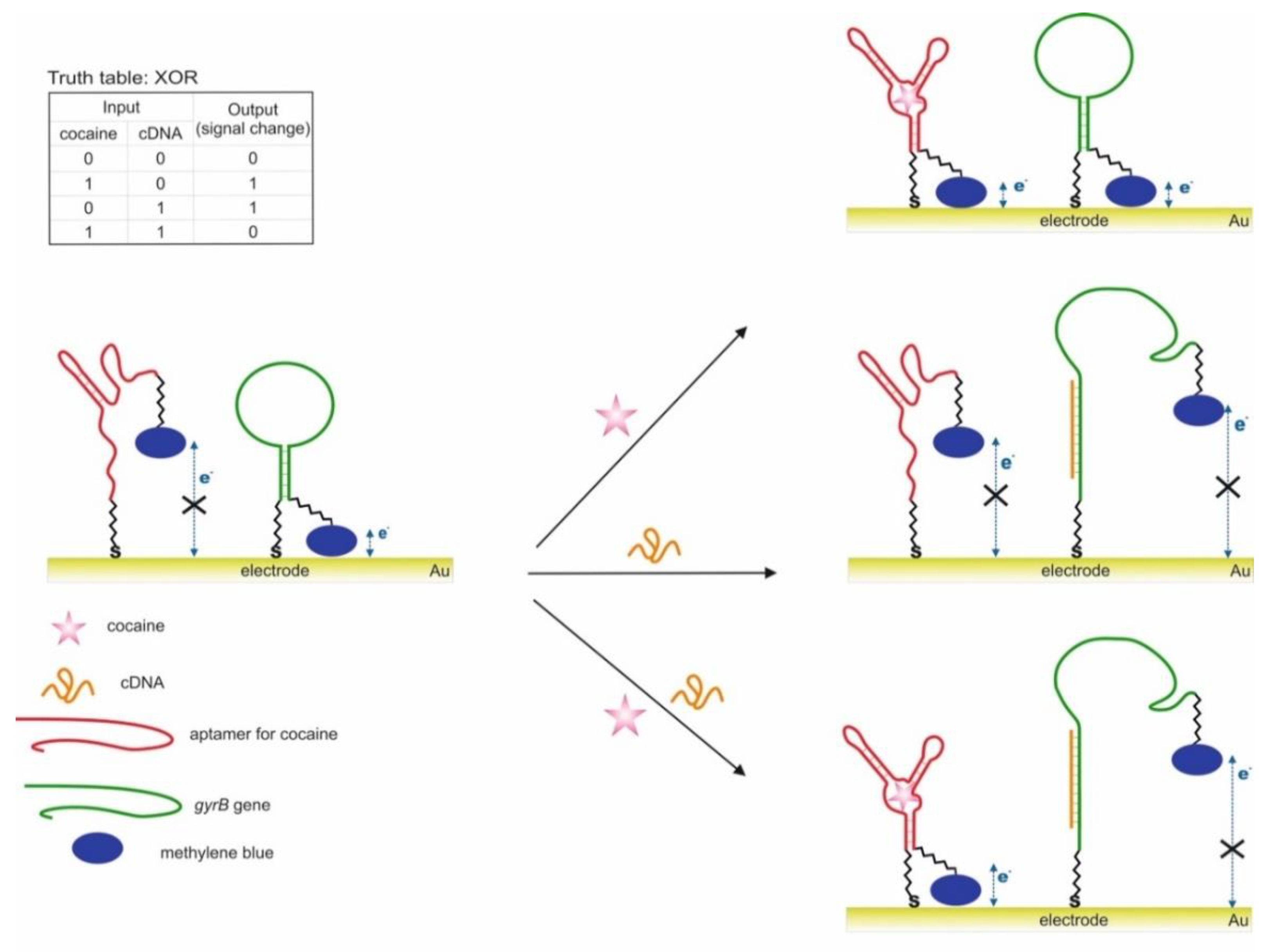 Logic Gates Based on DNA Aptamers