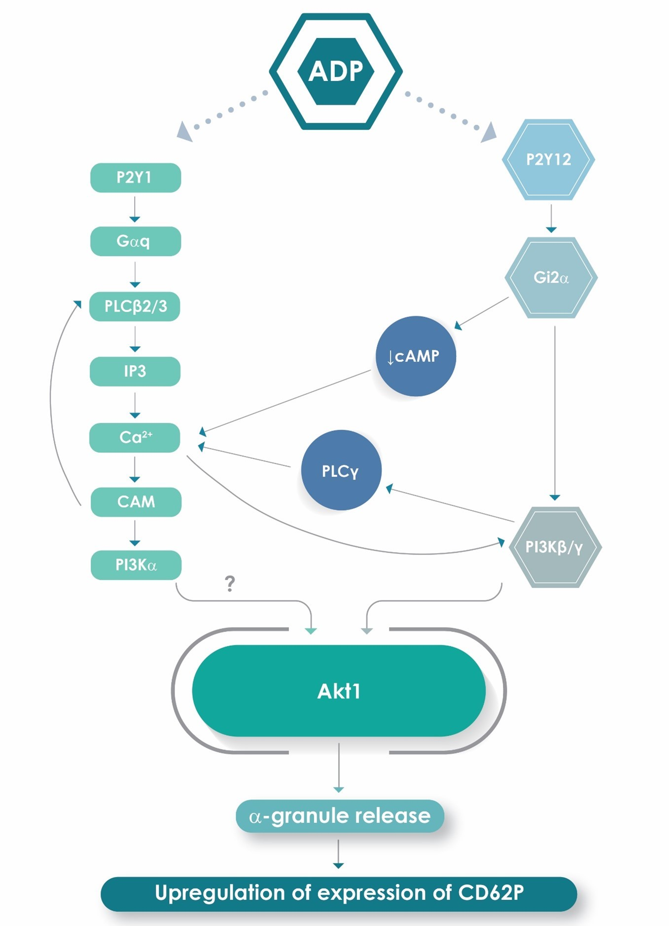 Pharmaceuticals | Free Full-Text | ADP-Mediated Upregulation of ...
