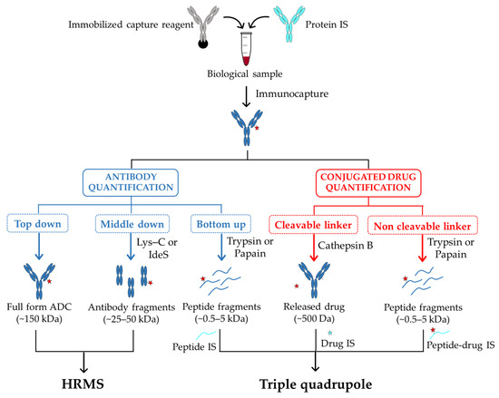 Analytical Methods for the Detection and Quantification of ADCs in ...