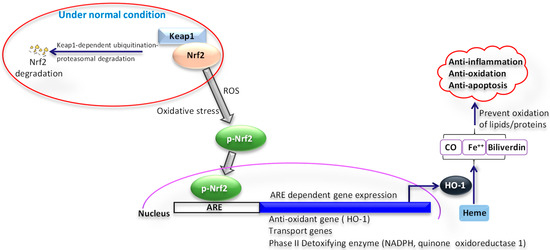 Role of Edaravone as a Treatment Option for Patients with Amyotrophic ...