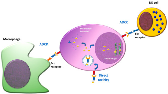 Pharmaceuticals | Free Full-Text | Drug Conjugated and Bispecific ...