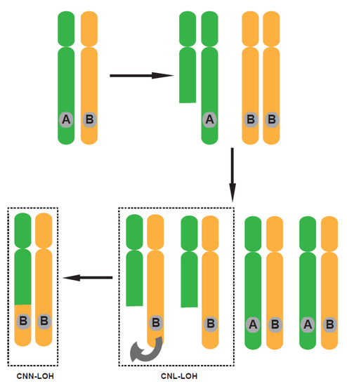 Targeting Loss of Heterozygosity: A Novel Paradigm for Cancer Therapy