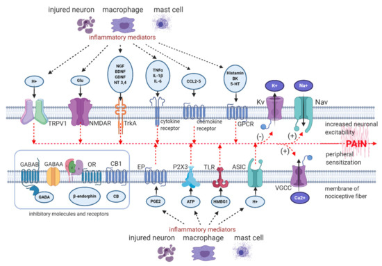 Peripheral Mechanisms of Neuropathic Pain—The Role of Neuronal and Non ...