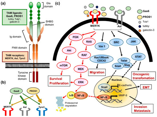 MERTK Inhibition: Potential as a Treatment Strategy in EGFR Tyrosine Kinase Inhibitor-Resistant ...